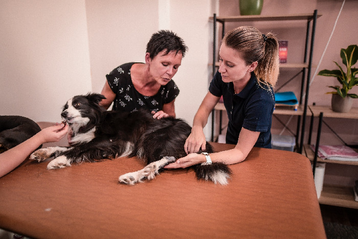 Animal Prosthetics | Braces and orthoses for your pet