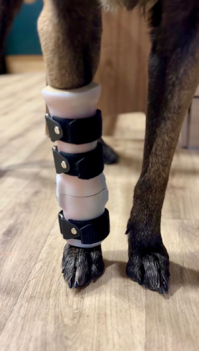 Custom Carpal Orthosis for Dogs – Effective Support for Carpal ...
