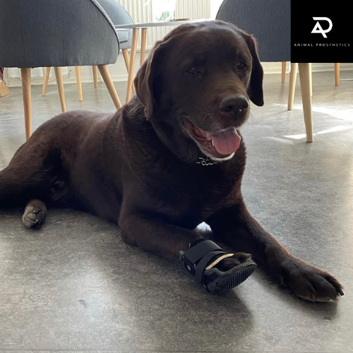 Custom Dog Boots – When Dogs Need Them, How They Help, and Why a Tailor ...